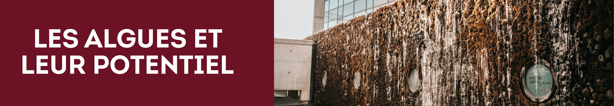 Les algues et leur potentiel architectural - Ghara Formation