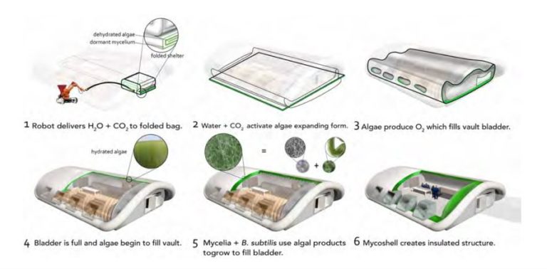 Mycélium & Architecture - Ghara Formation